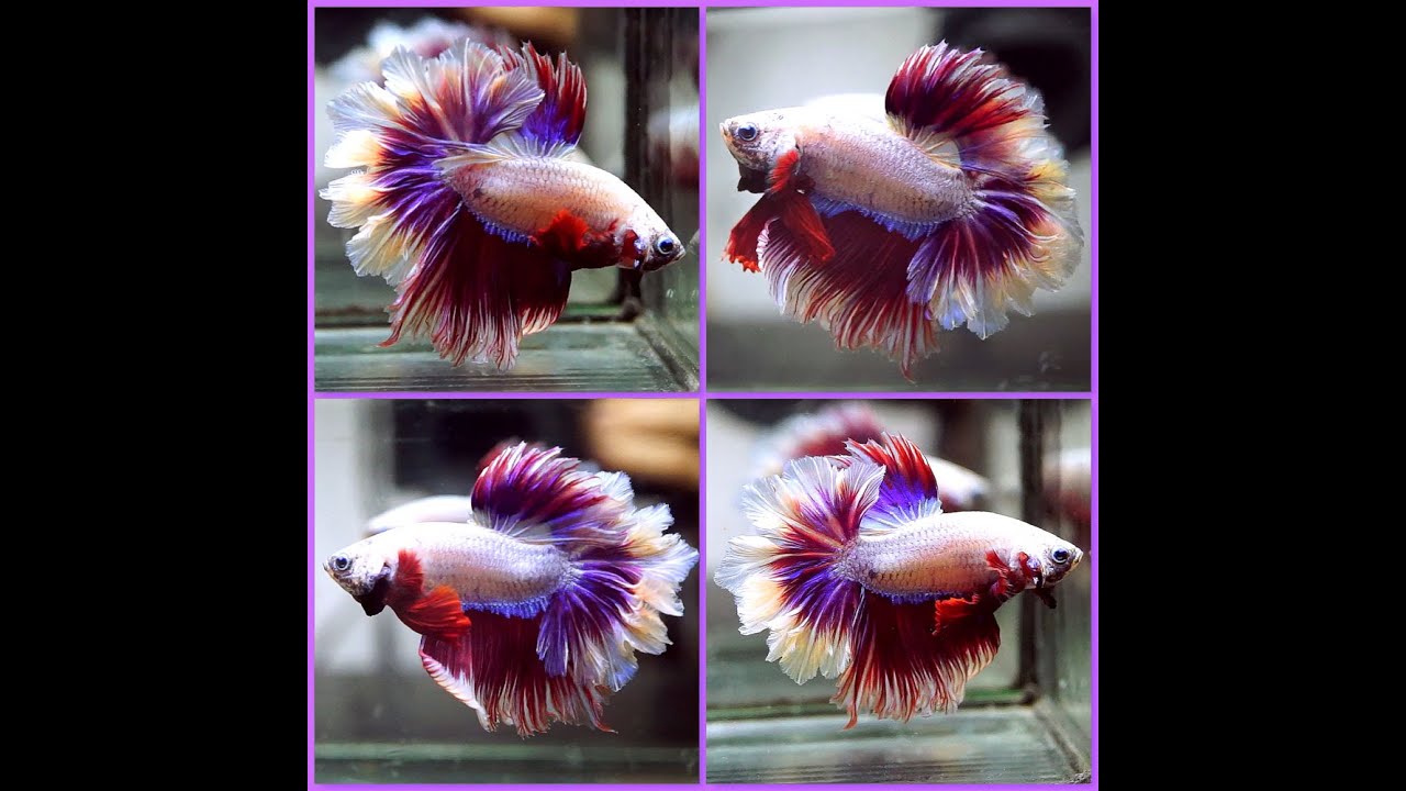 Betta Fish PURPLE BUTTERFLY Dragon APACHE FEATHER TAIL Halfmoon Male ...