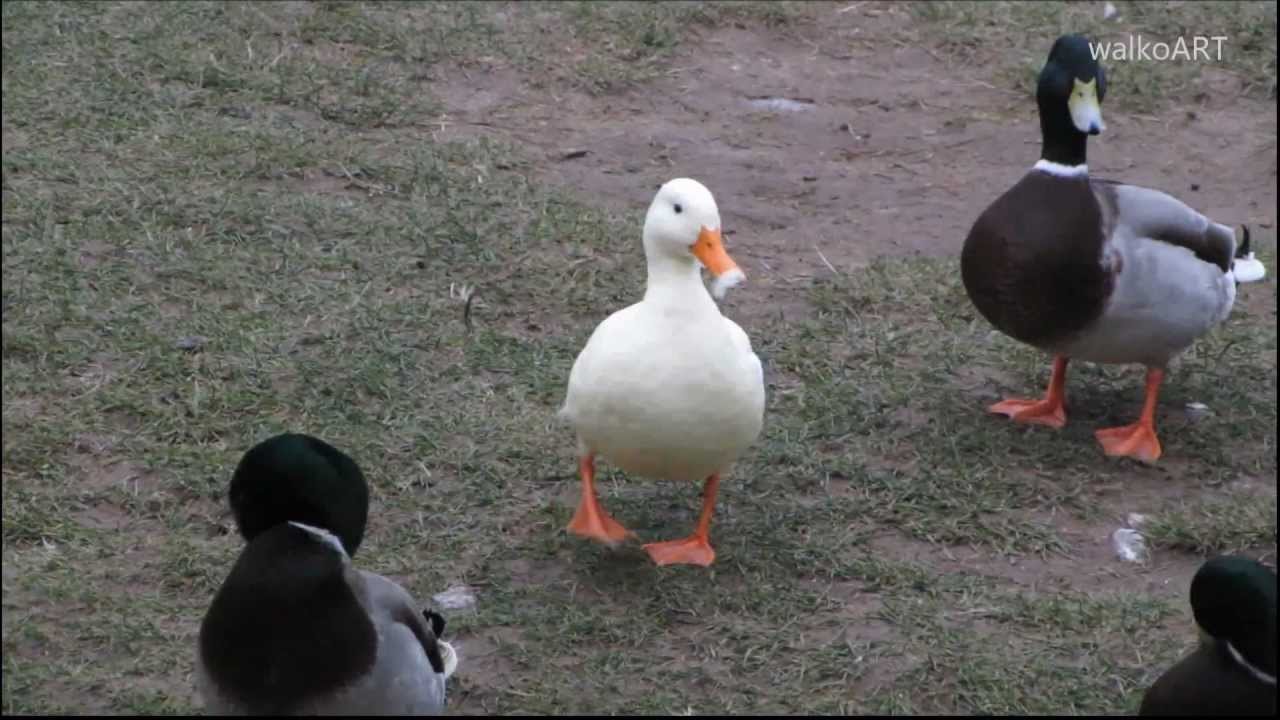 Enten & Erpel am Kocher-"Strand" von "Schwäbisch Hall" (Ducks and ...