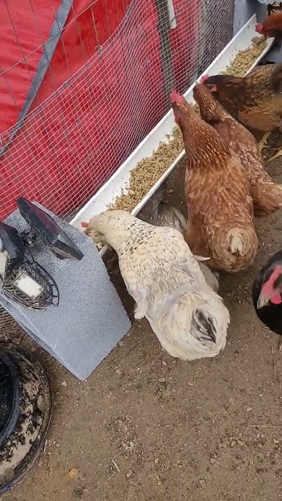 New feeding station for the chickens #freerangechickens #homestead #freerangeeggs - YouTube