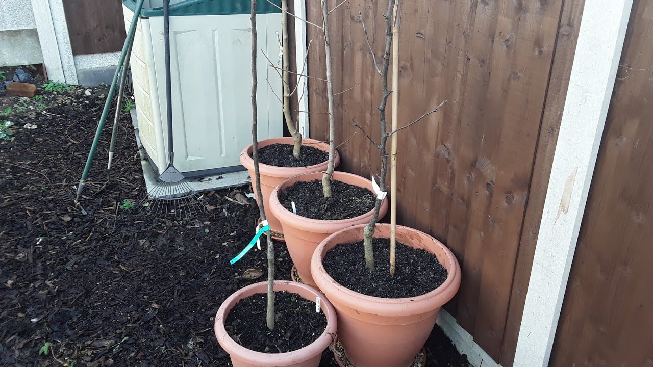 Asian pear winter update and light pruning - YouTube