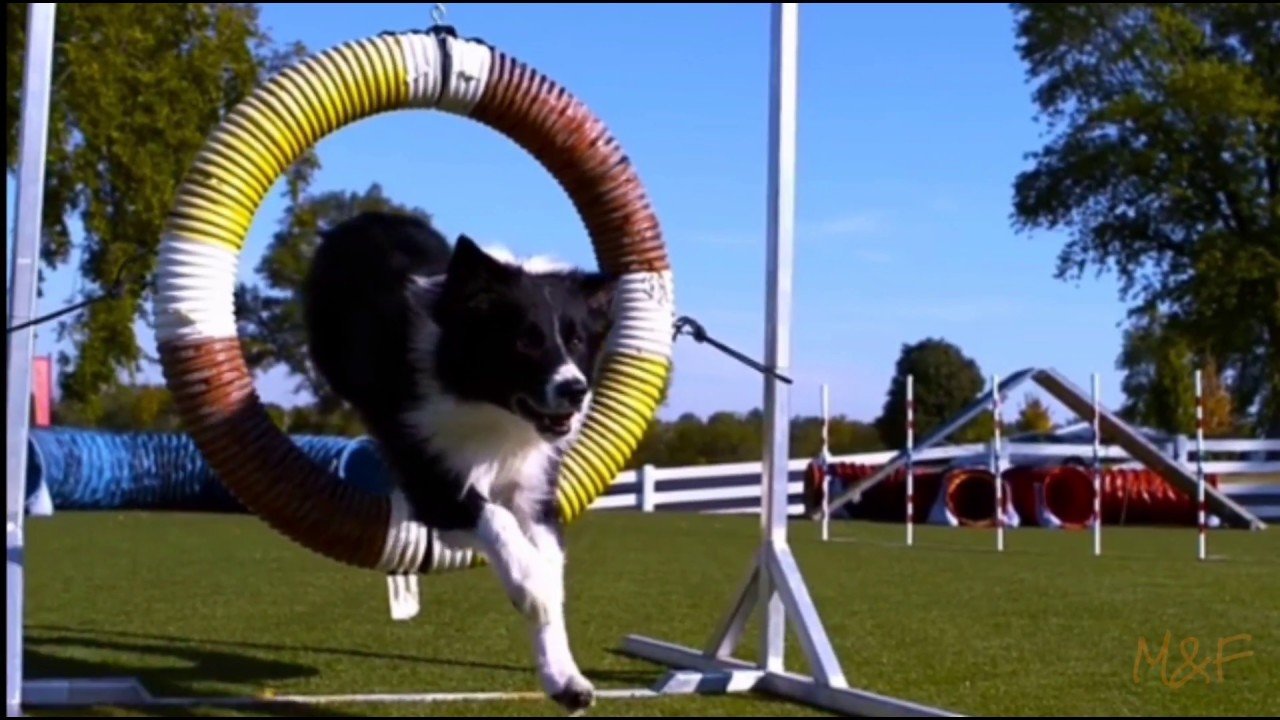★let me go★||dog music video|| - YouTube