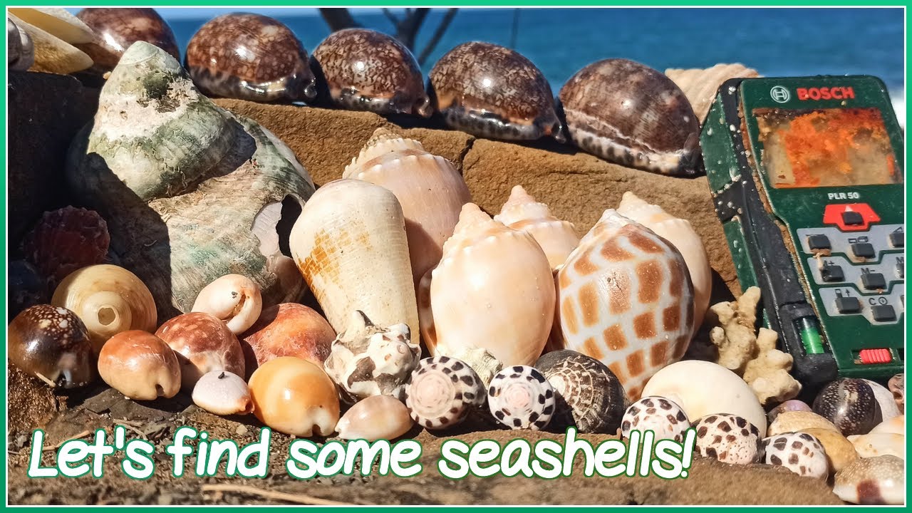 Finding Seashells at Low Tide | Arabian Jackpot & Dumped Shells? - YouTube