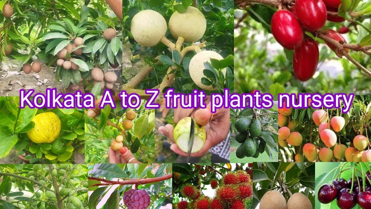 Baidya nursery Chakla | latest variety new fruit plants nursery online ...