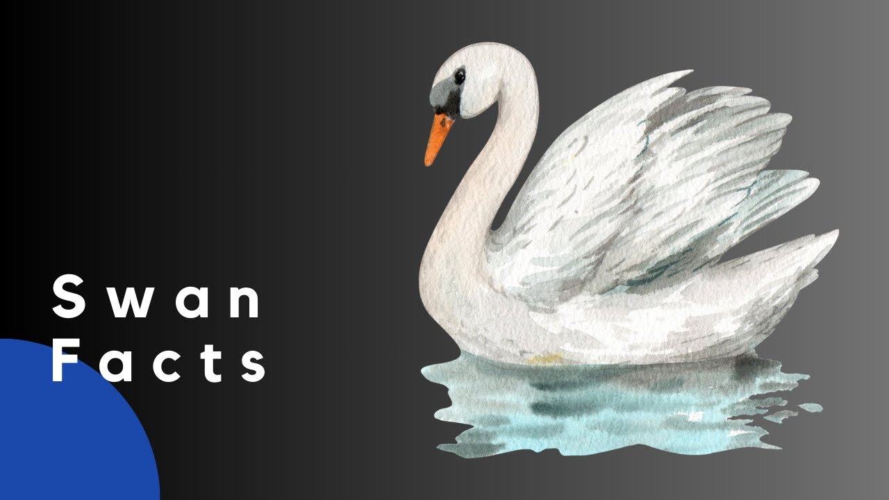 All About Swans: Interesting Facts for Kids - YouTube