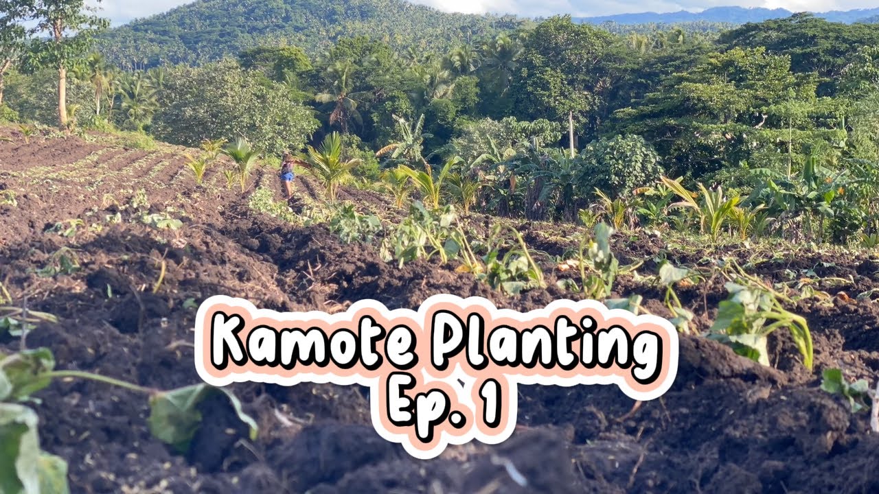 Episode 18|Sweet Potato (Kamote Farming) - YouTube