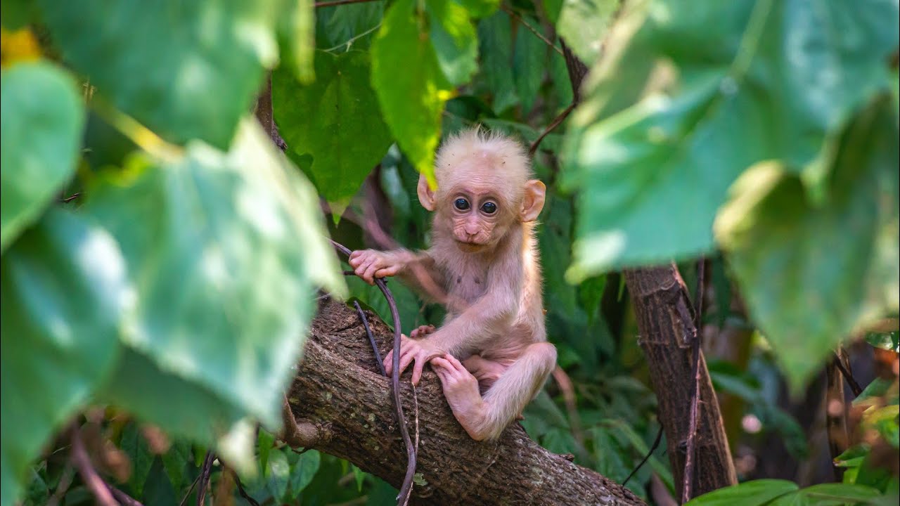 Baby bandar- Cute and funny bandar videos Compilation #02 Monkey video ...