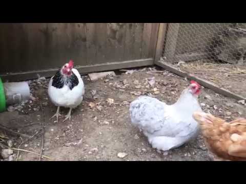 Feather Pecking and Bullying in Hens - YouTube