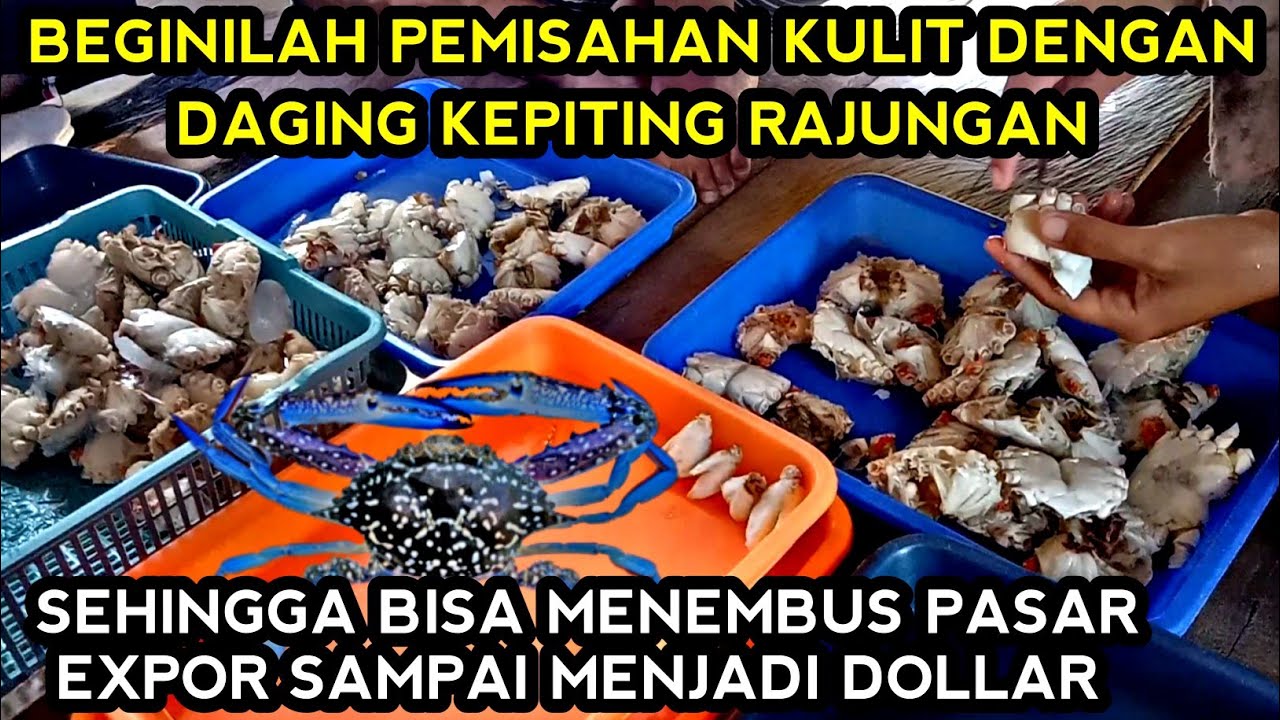 BEGINILAH PEMISAHAN DAGING DENGAN KULIT KEPITING RAJUNGAN SEHINGGA BISA ...