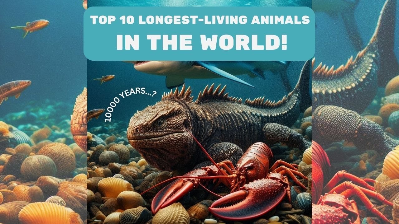 Top 10 LONGEST LIVING Animals in the WORLD - YouTube