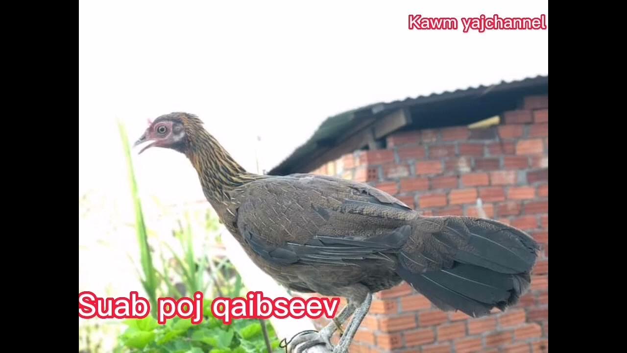 poj qaib seev ສຽງ ໄກ່ ຣ້ອງ ດີ ມາກ - YouTube