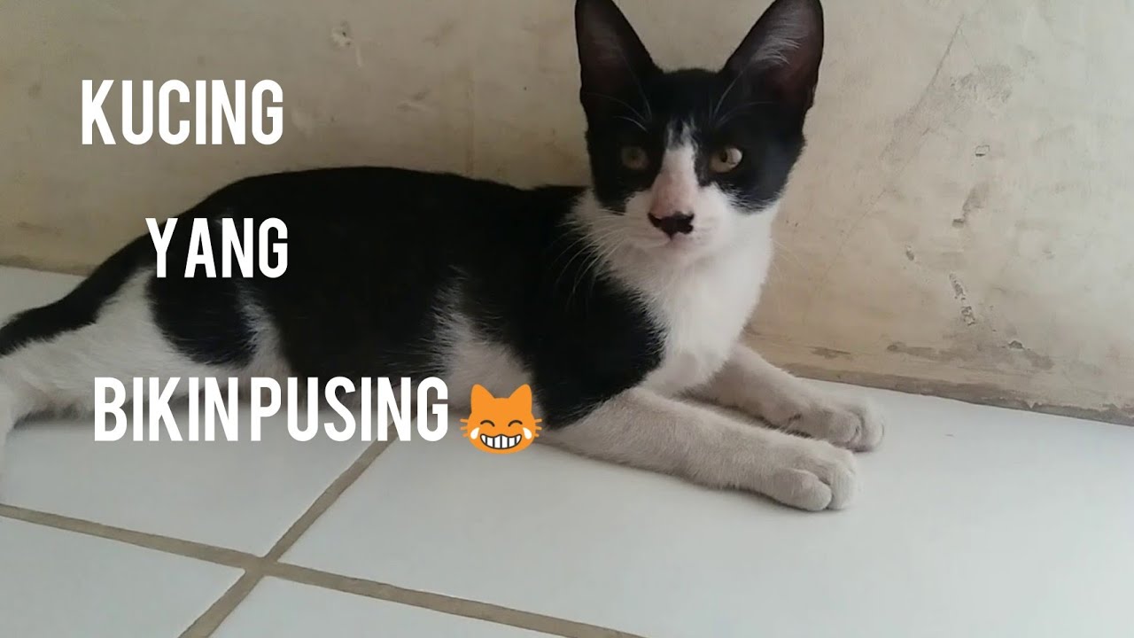 Kelakuan Kucing yang bikin pusing 😹😹😹 - YouTube