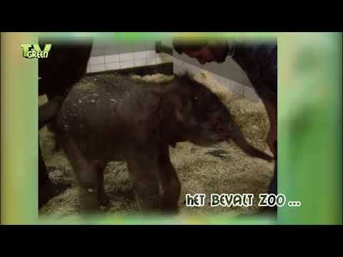 LibraryLook: Elephant gives Birth