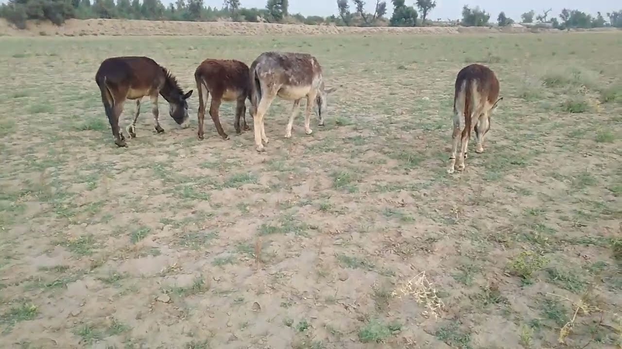 Super donkey meet murraha | Donkey Meeting Video Funn|Meeting Murrah ...