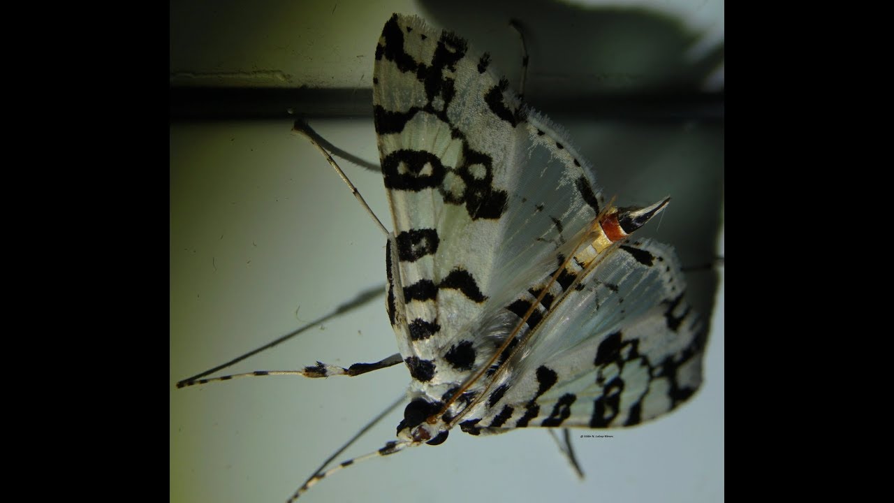 Spotted Conchylodes Moth (Conchylodea diphteralis) Alevilla Puntiaguda ...