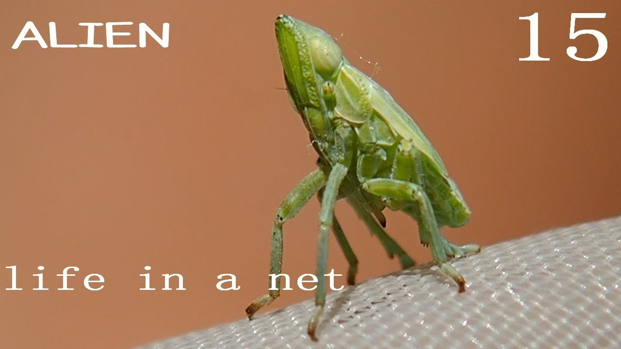 Some insects look like aliens from other worlds - YouTube