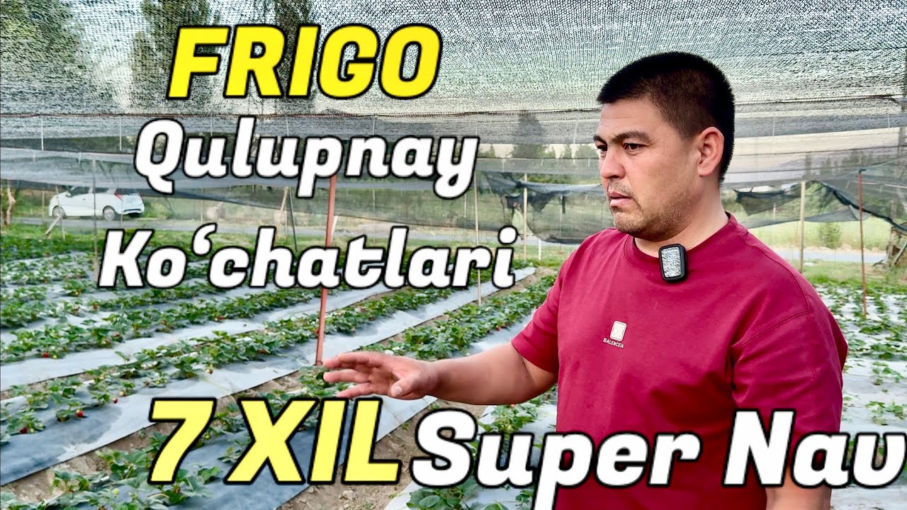 Frigo Qulupnay Ko‘chatlari O‘zbekistonda — Bekzod Aka Tajribasi - YouTube