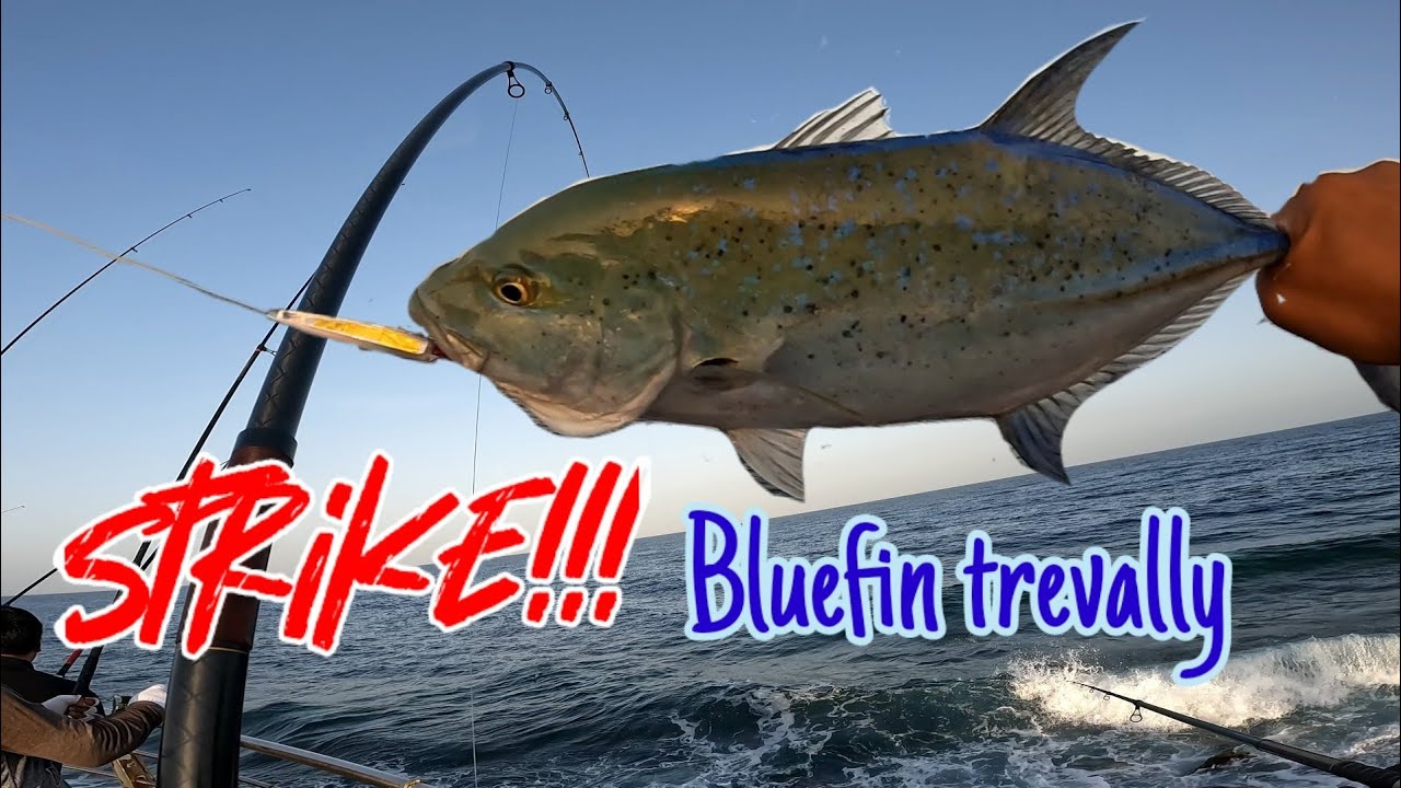 Vlog #165 BluefinTrevally/Shore Fishing in Jeddah KSA - YouTube