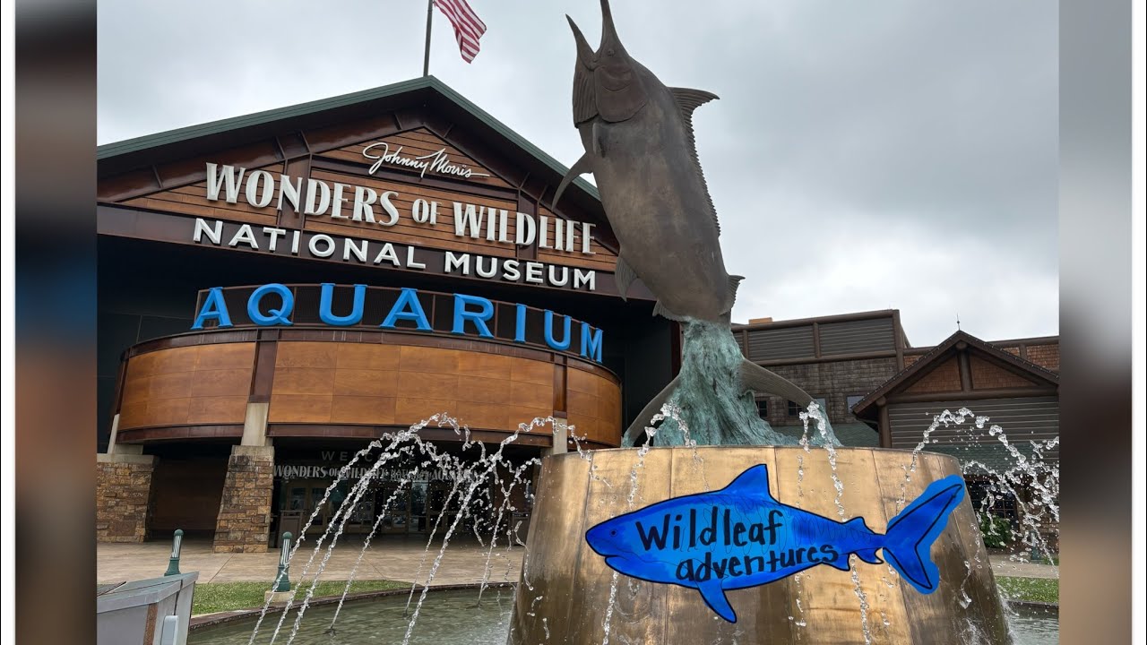 Wonders of Wildlife at Bass Pro Shop – America’s #1 Wildlife Museum ...