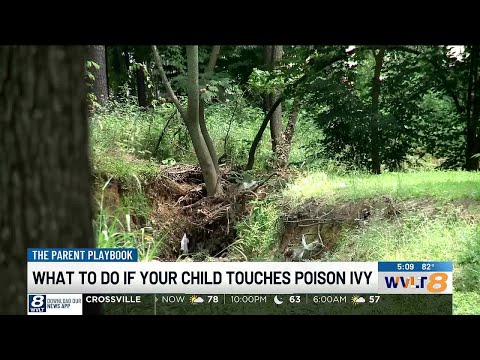 Parent Playbook: Poison ivy is back in East Tennessee. How to avoid it— and what to do fast if yo...