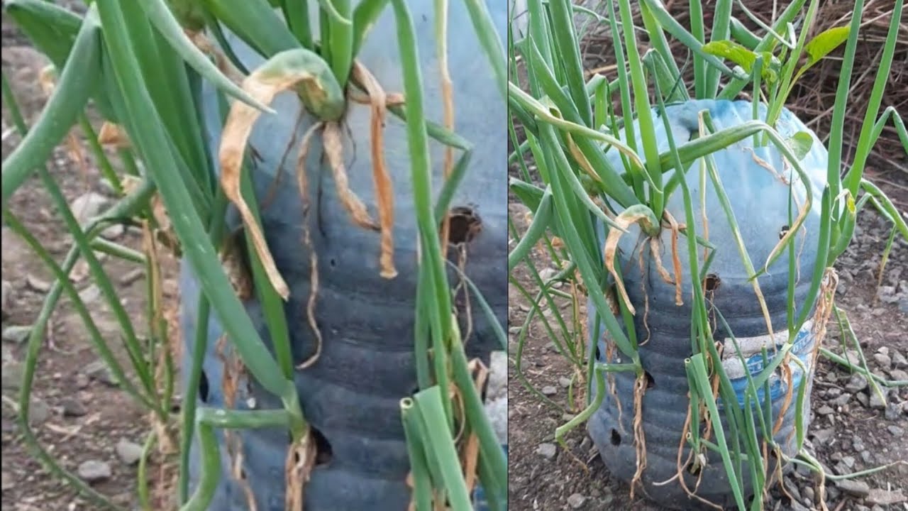 Growing a spring onions tower//vertical farming without a space ...
