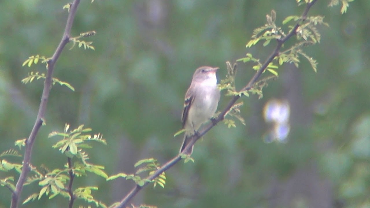 Alder Flycatcher song - YouTube