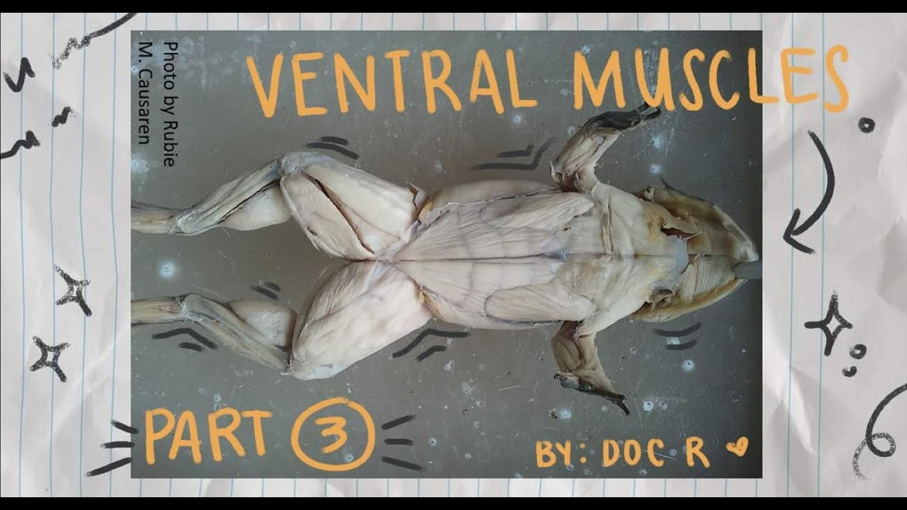 Frog's Ventral Muscles - YouTube