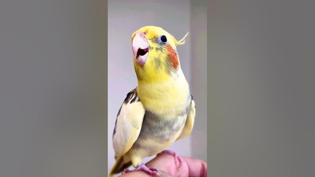 طائر الكوكتيل يغرد🤩 Bird Shorts Youtubeshorts Bird طائرالكوكتيل Youtube