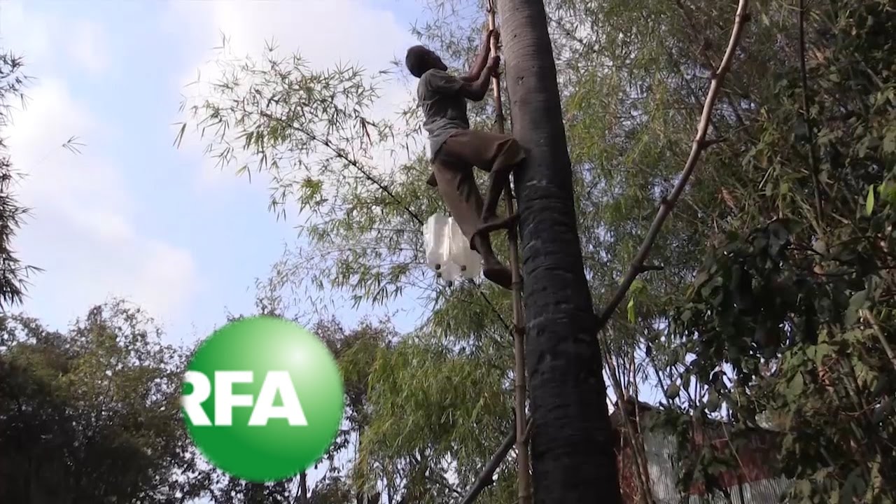The Ups and Downs of a Cambodian Palm Tree Climber | Radio Free Asia ...