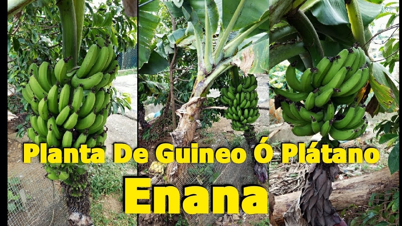 Planta de guineos o banana enana - YouTube