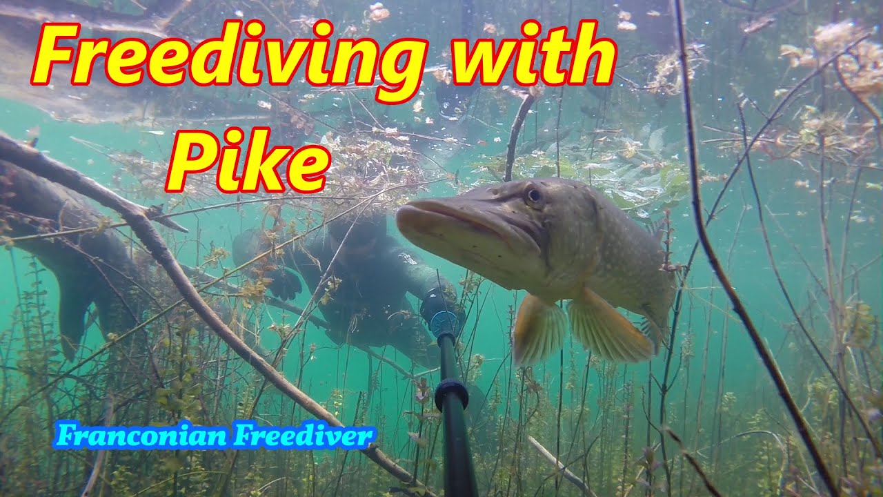 Freediving with Pike (HD) - YouTube