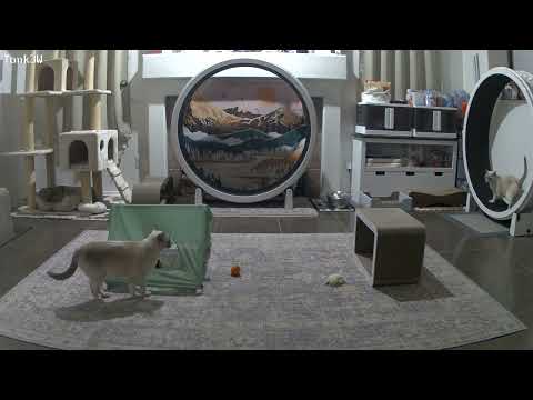 Tonkinese Cat (Fitness Kitty Jeannie) Showing Her Agility, Almost 15! (info)