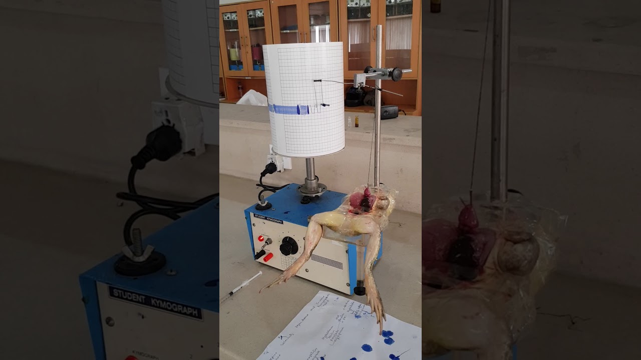 Kymograph for pharmacology practical - YouTube