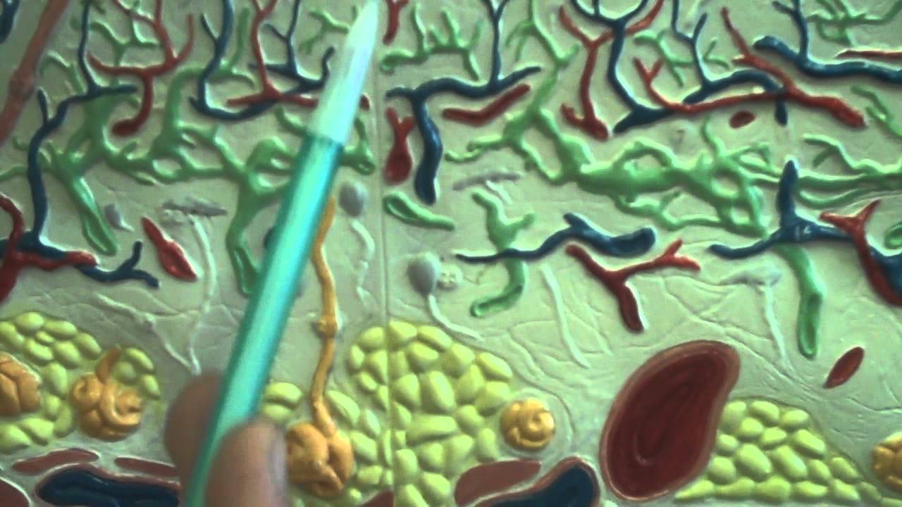 Human Anatomy BSC227 Sense of Touch Skin Model - YouTube