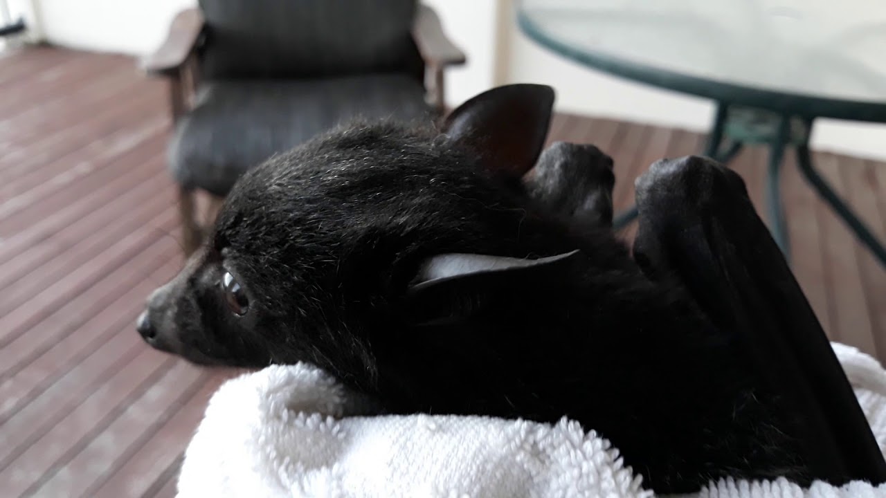 Sitting Outside Talking To My Baby Rescue Bat James. - YouTube