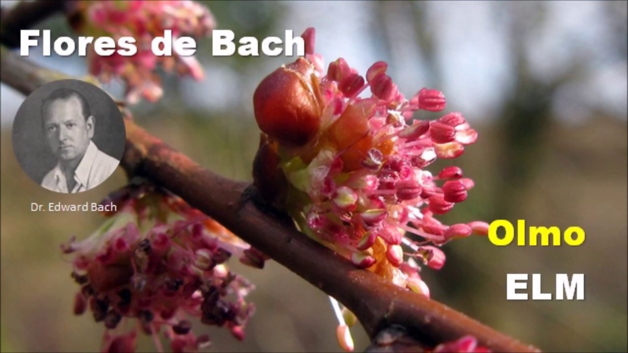 Flores de Bach Elm- Olmo - YouTube