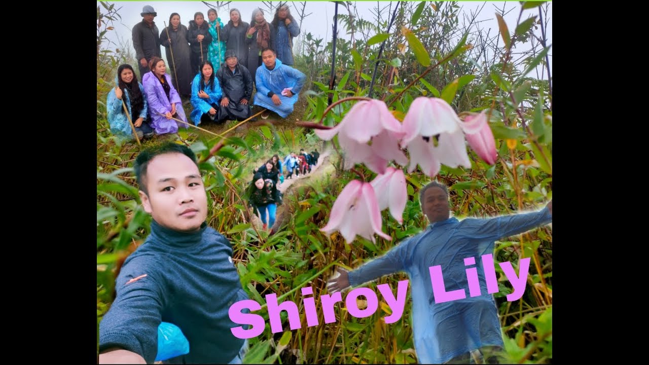 The Beauty Of Shirui Lily | Manipur | Ukhrul District | - YouTube