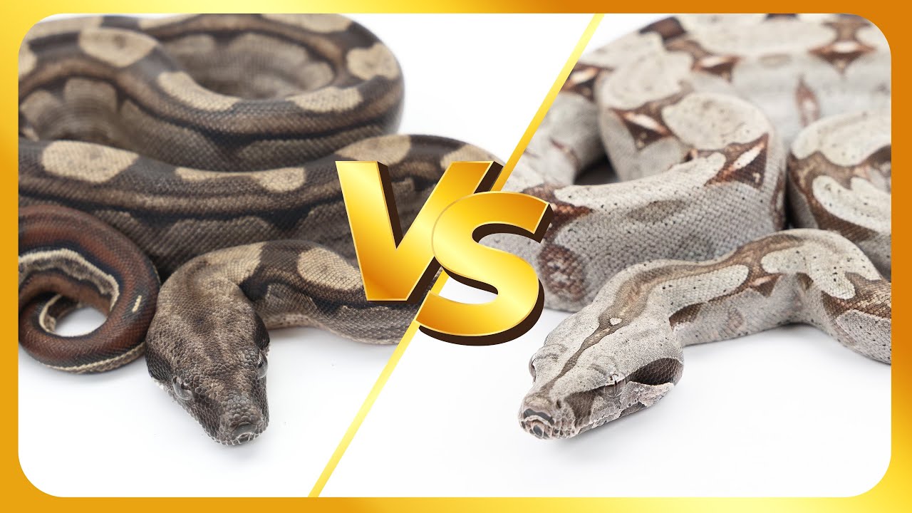BCC vs. BCI Boas – Best Pet Snake! 🐍 The Ultimate Boa Showdown! - YouTube