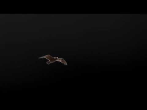 Sea Boomerang