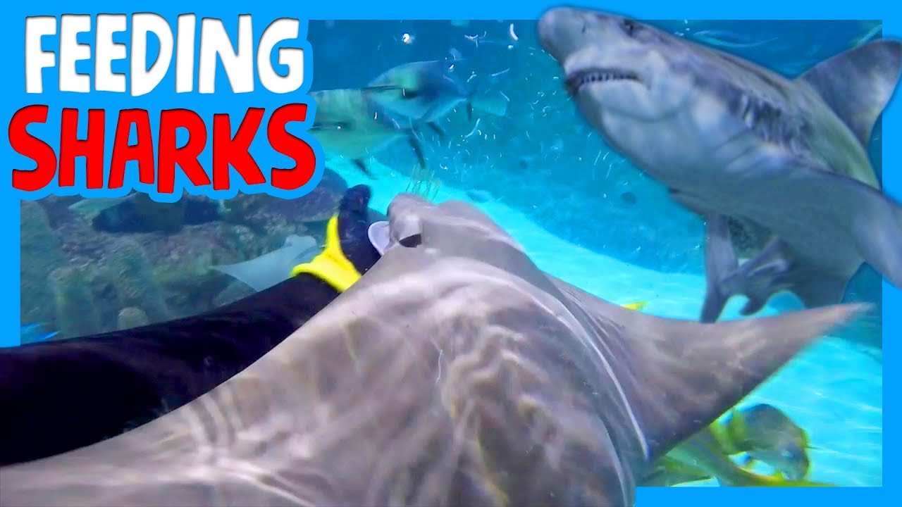HAND FEEDING SHARKS 🦈 Swimming With Stingrays // Our RV Life - YouTube