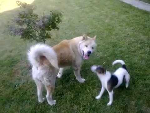 Akita Inu & Jack Russell playing - YouTube