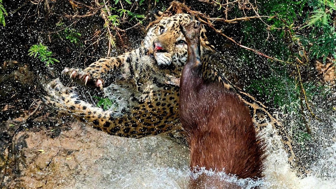 Best hunting collection of the jaguar | Yaguarete cazando - YouTube