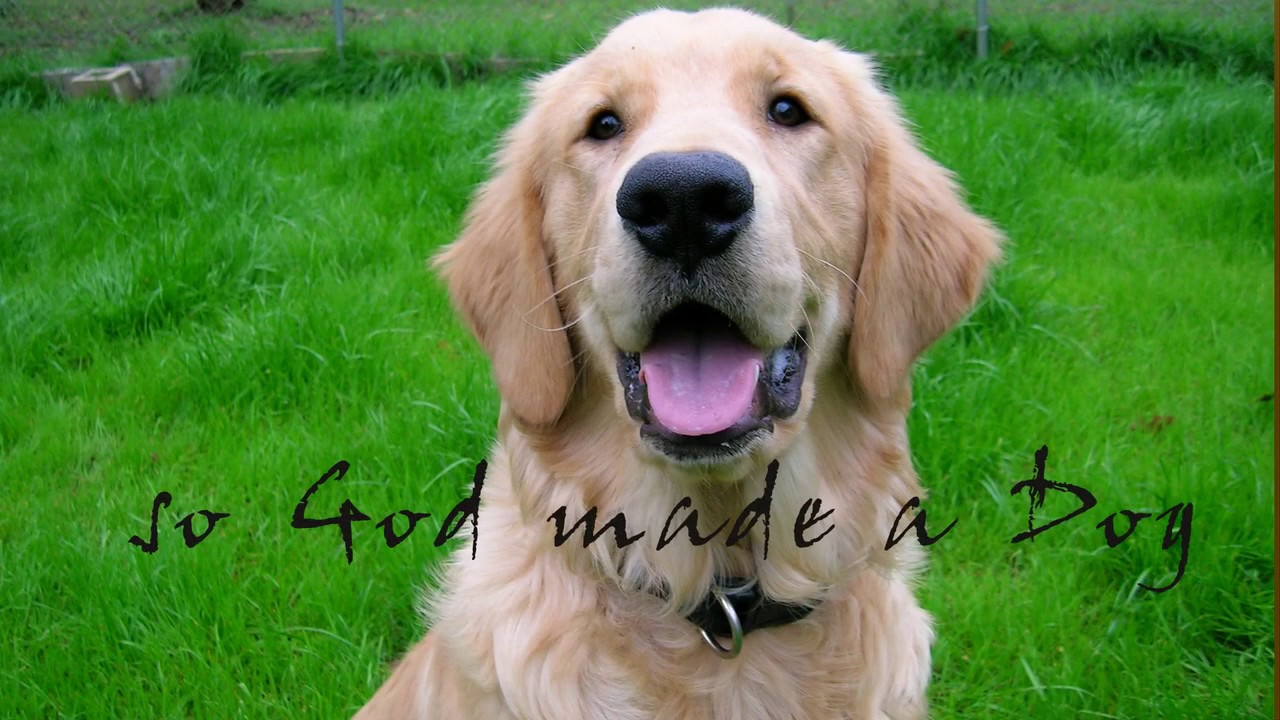 So God Made a Dog - Rhody - YouTube