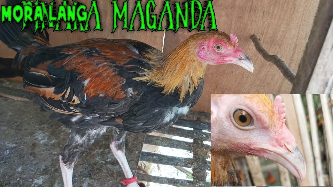 PUMPKIN SWEATER OPEN EAR MANOK NG (ERMETANYO) - YouTube