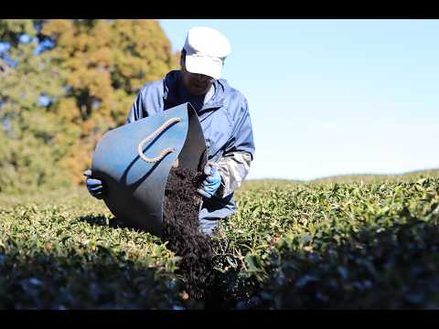 [Short] Organic and CHAGUSABA Japanese Green Tea — From Tea Fields to Your Cup, Grown in Living Soil