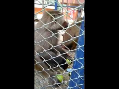 MAYMUN BAKICISINI  ÇOK KISKANIYOR