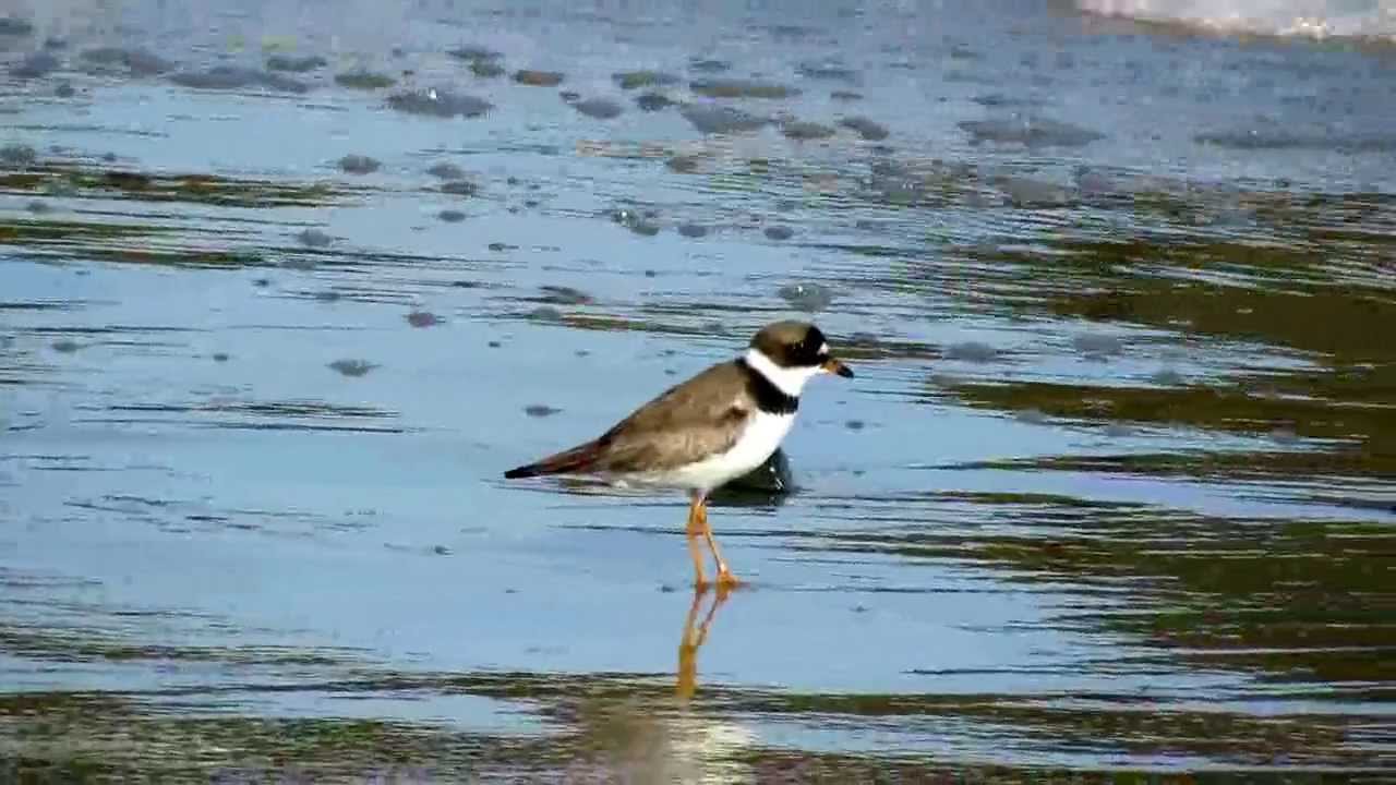 Plover and Sandpipers - August 14, 2013 - YouTube