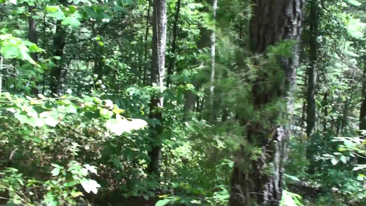 Lake Rhodhiss Trail from Road to Lake - YouTube