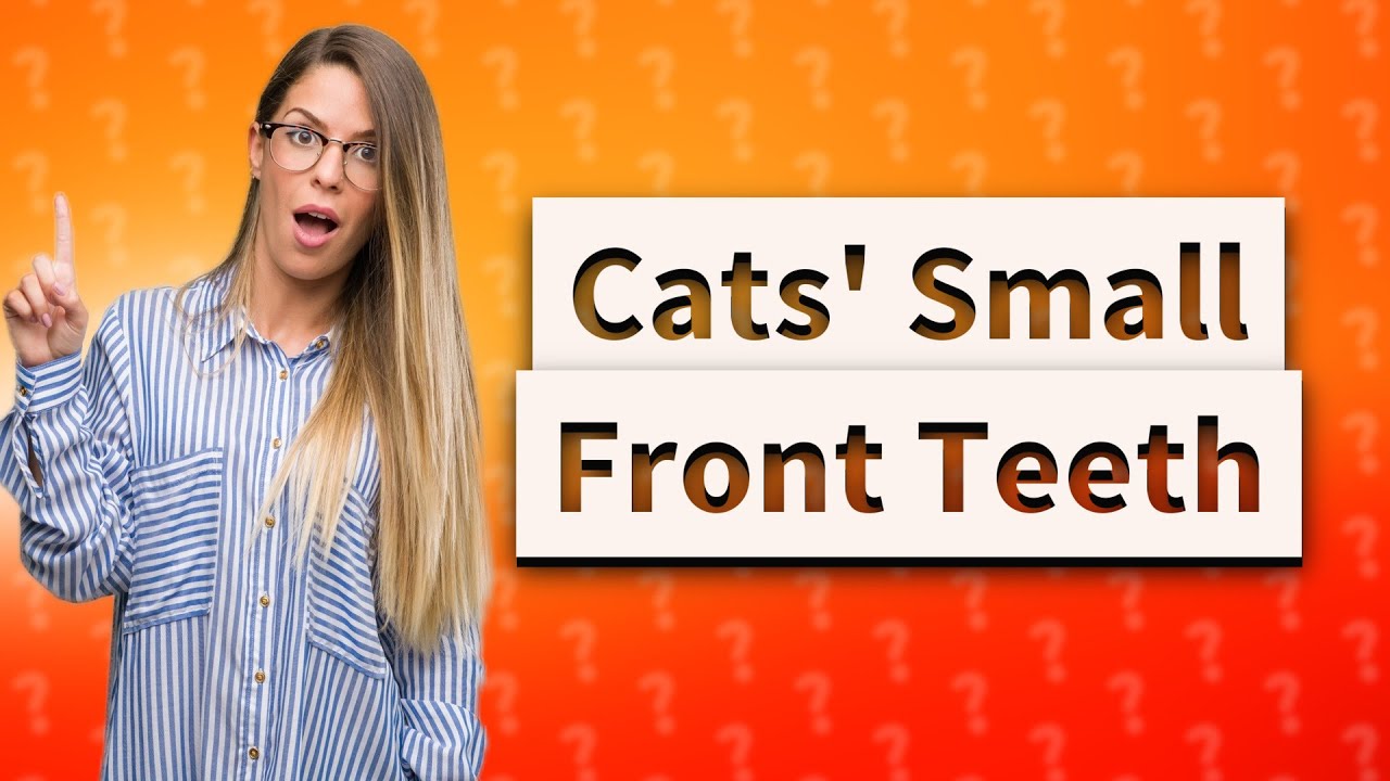 Why are cats front teeth so small? - YouTube