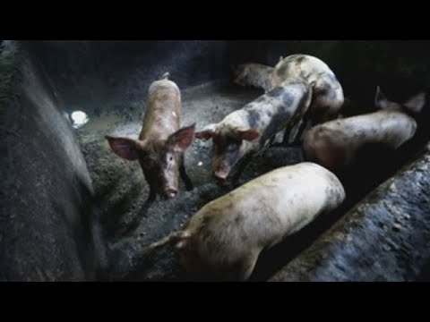 Filipinas sacrifica 3.000 cerdos más para contener la peste porcina africana