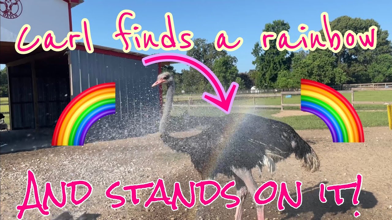 Carl Finds A Rainbow - YouTube